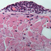 e-heart.org Cardiovascular Pathology Home Page