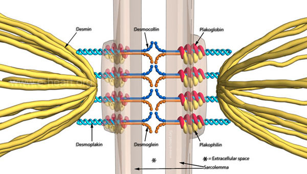 e-heart.org Cardiovascular Pathology Home Page